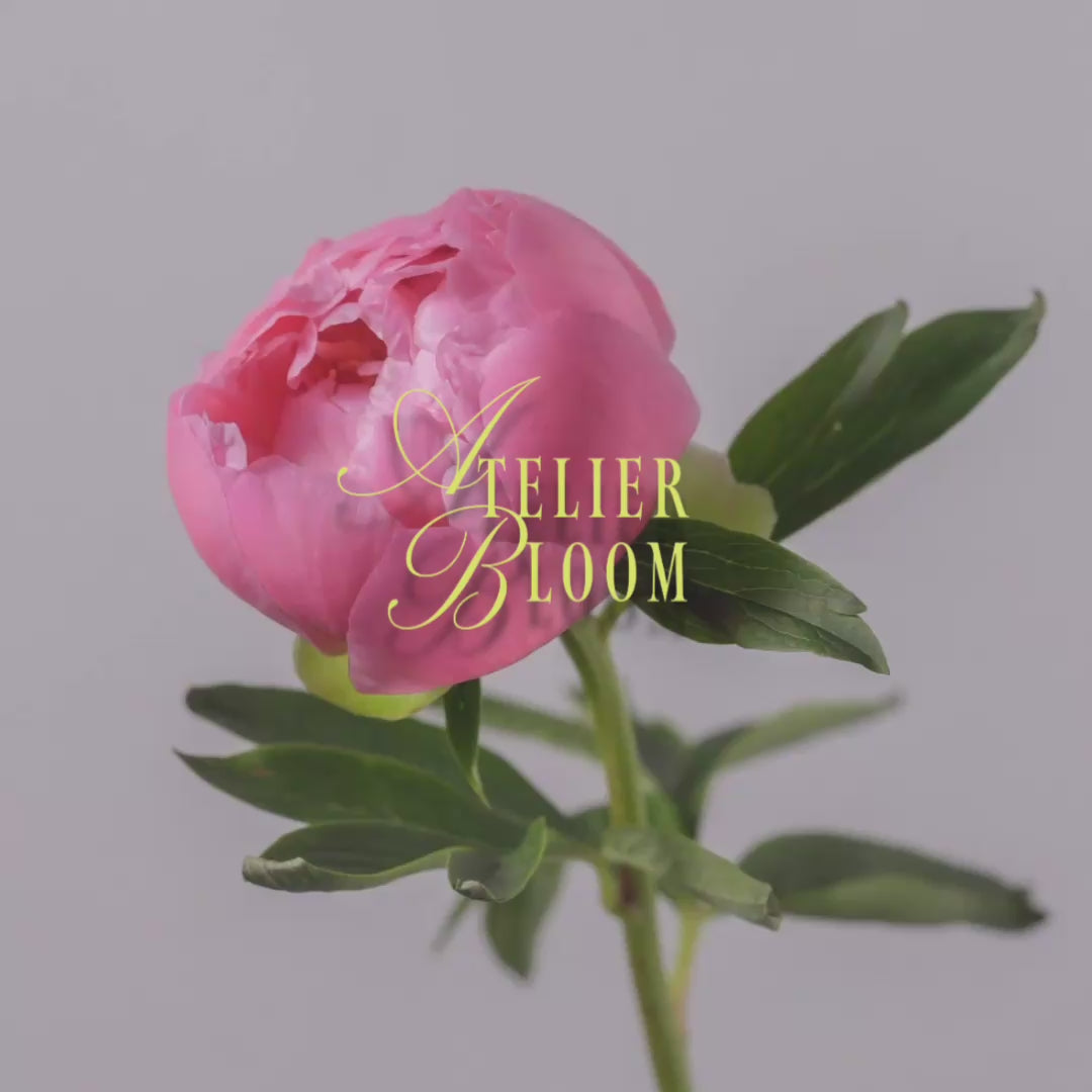 About us – Atelier Bloom